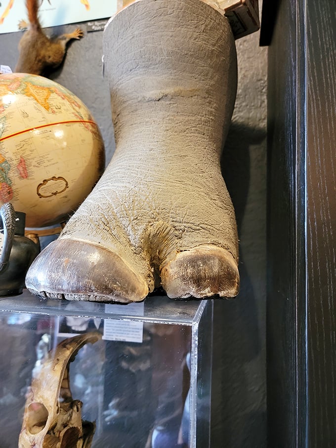 Elephant foot: A preserved elephant foot specimen sits on display, a relic from an era when safari trophies were status symbols.