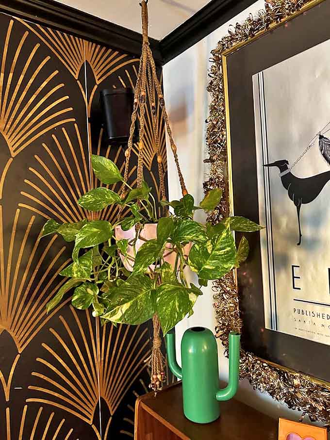 Not just a houseplant &ndash; it's living art suspended in macram&eacute; against gold fan patterns, proving that at Dollhouse Northeast, even the ceiling deserves attention.