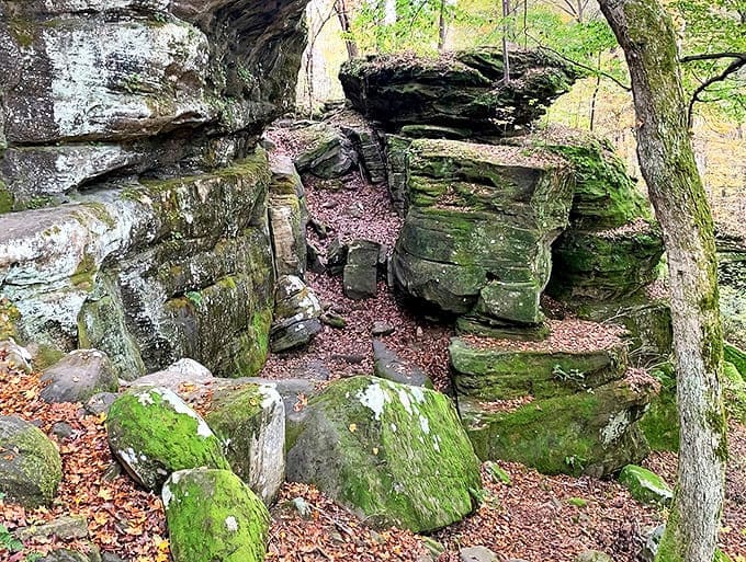 Emerald moss transforms ordinary rocks into magical landscapes, nature's velvet upholstery softening the hard edges of geology.