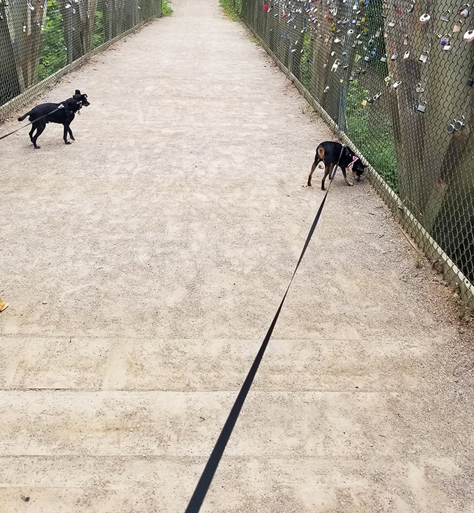 Four-legged explorers investigate the trail's fence, perhaps sensing the many visitors who've passed this way.