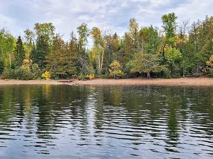 The shoreline tells stories of seasonal change, where pine sentinels have witnessed countless cycles of Minnesota's dramatic seasons.