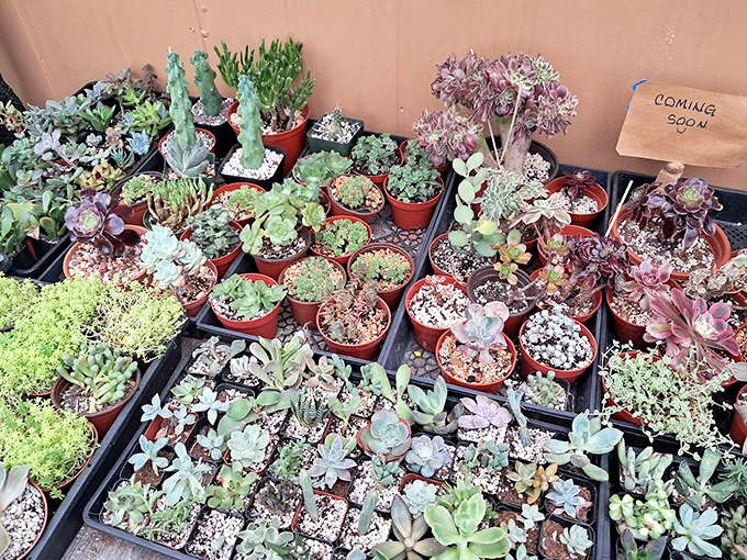 The succulent selection offers low-maintenance plant parenthood for those of us who've proven we can't be trusted with anything that requires daily watering.