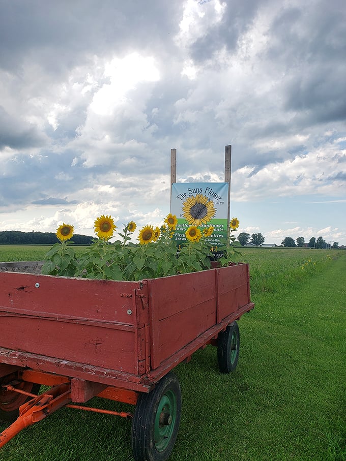 A harvest of happiness ready for delivery &ndash; this cheerful wagon load proves that sunshine can indeed be transported, at least in flower form.