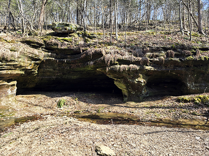 Rock Shelter: Discover the cool, quiet shadows of a natural rock shelter tucked beneath the rugged sandstone bluffs along the forest floor.
