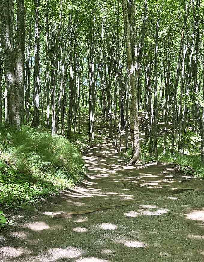 Sunlight filters through the birch forest like nature's own lighting designer decided to show off, creating a scene straight from a fairy tale.