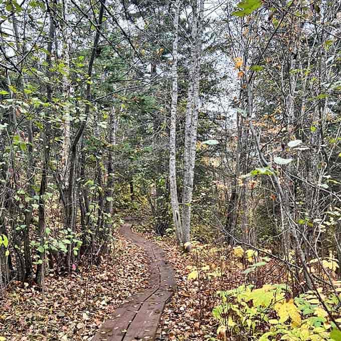 Winding forest trails beckon explorers deeper into the park, where every turn promises new discoveries beyond the main attraction.