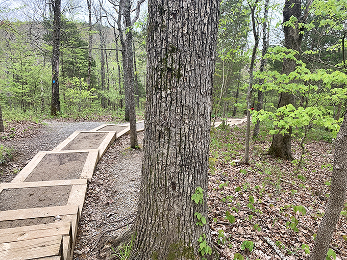 A wooden boardwalk guides visitors through sensitive ecological areas, proving you can enjoy nature without loving it to death.