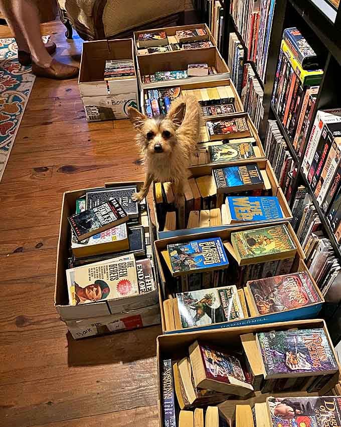 Even the shop dogs understand that guarding books is serious business, though belly rubs are always appreciated between shifts.