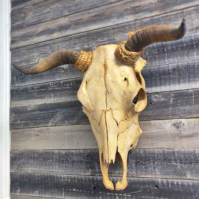 A sun-bleached bull skull tells silent tales of western frontiers, its weathered bone a striking contrast against the rustic wooden backdrop.