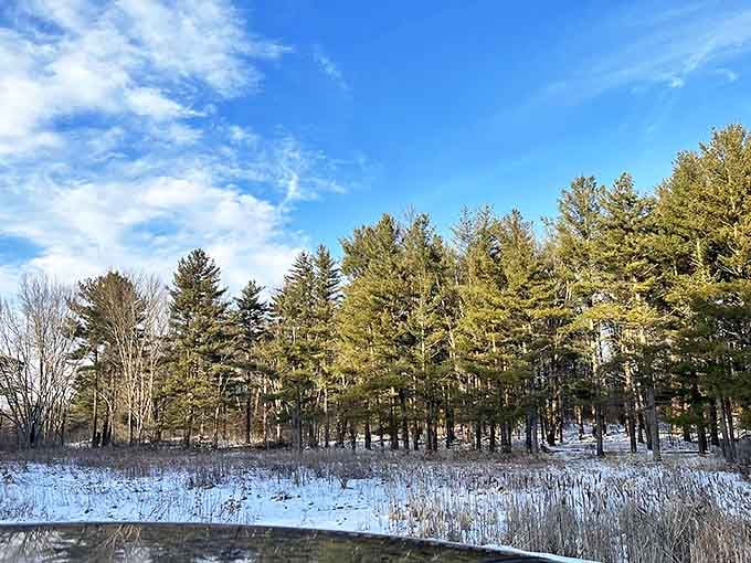 Winter's quiet blanket transforms the pine forest into a serene landscape of white and green, where stillness speaks volumes.