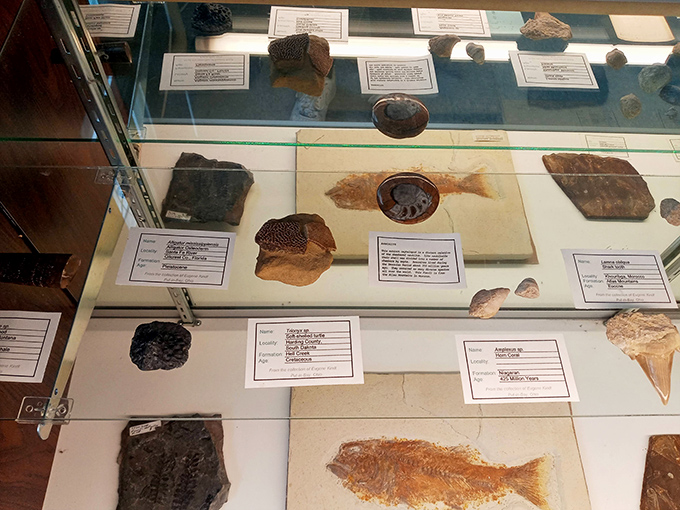 Ancient history meets geological wonder in this fossil exhibit, where prehistoric remnants tell Earth's story alongside the cave's crystalline treasures.