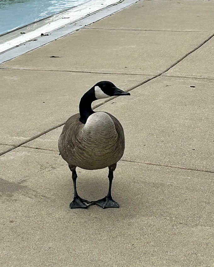 The unofficial pool inspector makes his rounds, reminding visitors that sometimes nature's creatures enjoy a good water park day too.