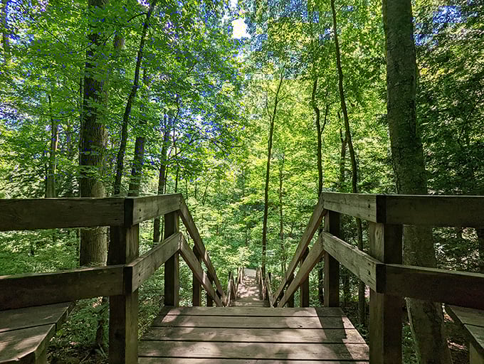 Sunlight filters through the dense summer foliage, creating a magical green glow throughout the forest.
