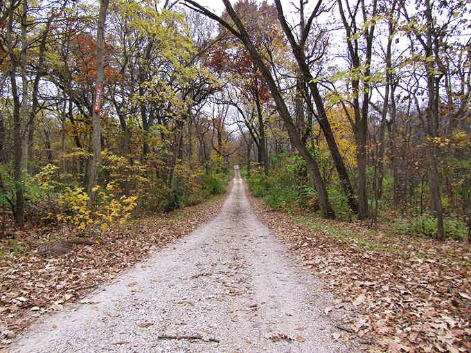 Autumn's fallen leaves carpet the path through whispering trees, creating nature's perfect soundtrack for contemplative wandering.