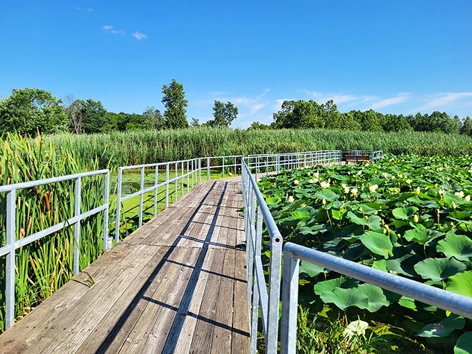 Heron County Park's boardwalk invites visitors to venture into wetland worlds, where lily pads create natural stepping stones for the imagination.