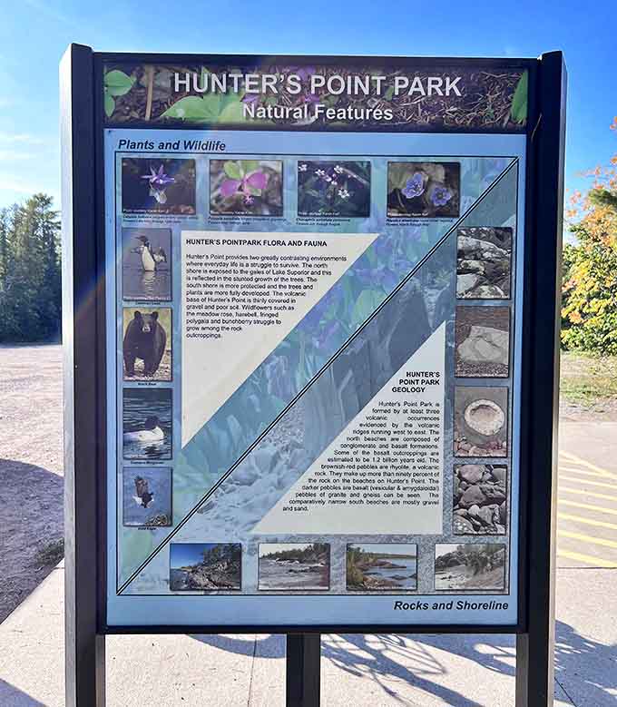 Information Board: Nature's encyclopedia page &ndash; where geology meets biology in a colorful display that makes science feel like storytelling.