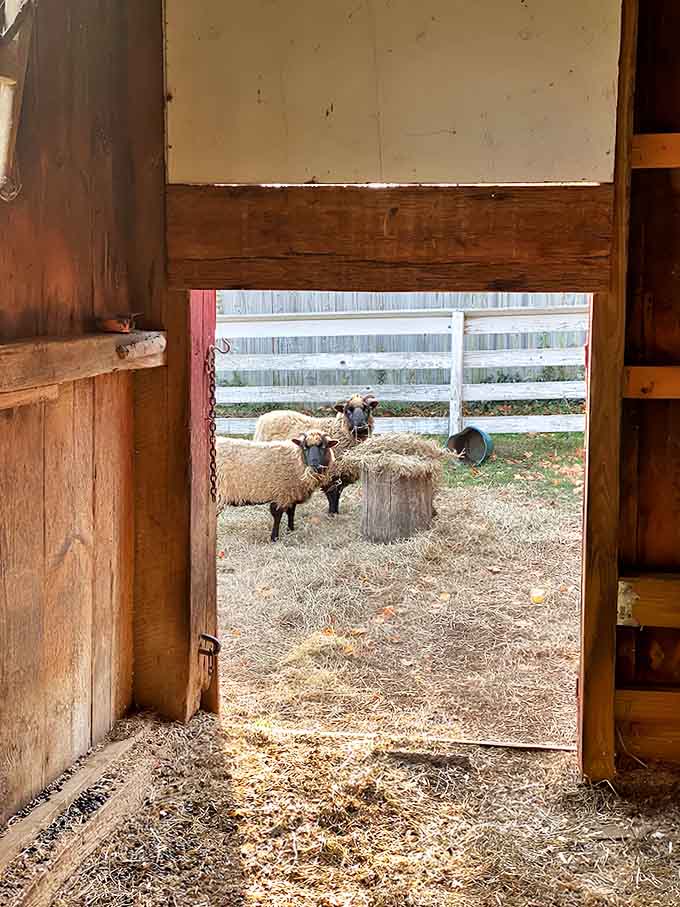 Sheep providing pastoral ambiance while you shop, because nothing says "authentic Michigan experience" quite like livestock with your antiques.