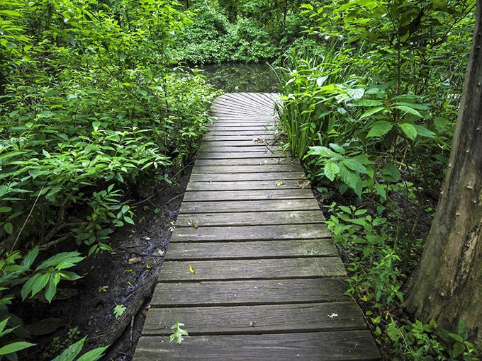 A narrow wooden walkway threads through wetland wonders, allowing visitors to explore without disturbing delicate ecosystems.