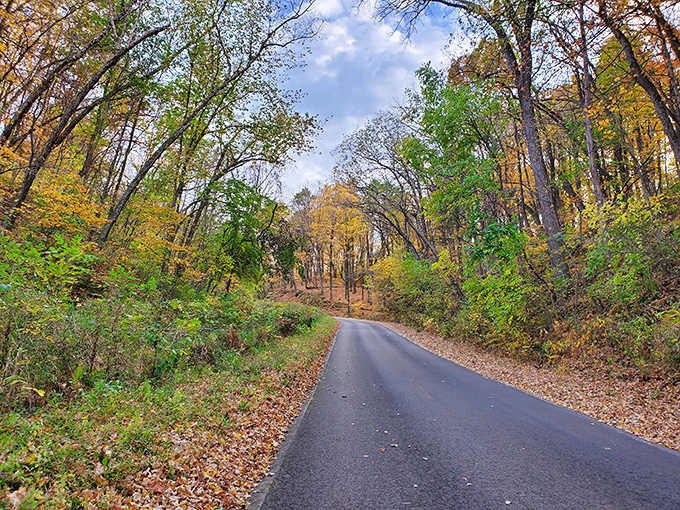 Autumn's golden tunnel guides visitors deeper into the park, where each curve in the road reveals new seasonal splendor.