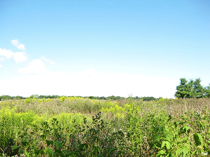 Prairie restoration areas showcase native Illinois landscapes, with wildflowers and grasses dancing in the breeze under endless blue skies.
