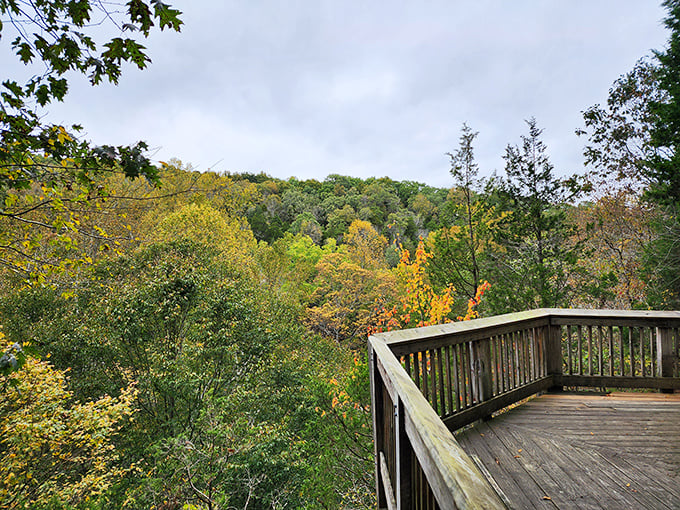 This observation deck offers a front-row seat to nature's grandest show – the changing seasons painting the forest in ever-shifting colors.