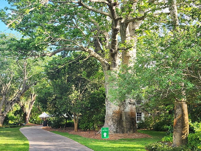 The paved path winds between ancient trees, promising new botanical wonders with every curve and turn.