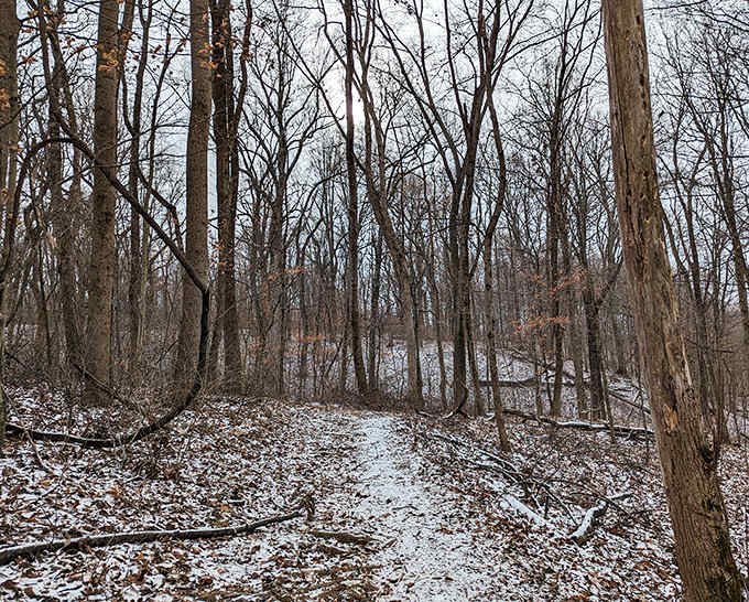 Winter's hushed transformation turns familiar paths into wonderland corridors, where each footstep writes a temporary signature in snow.