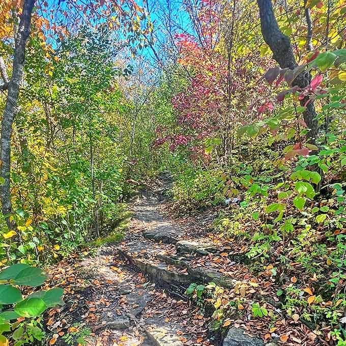 Autumn's palette paints this winding trail in warm hues, creating a natural corridor that beckons visitors deeper into the park's embrace.