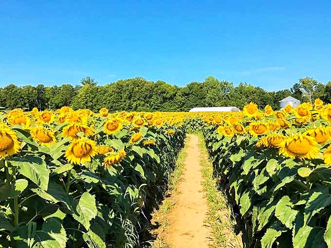 Nature's own version of social distancing &ndash; these perfectly spaced rows create pathways for exploration through a sea of botanical sunshine.