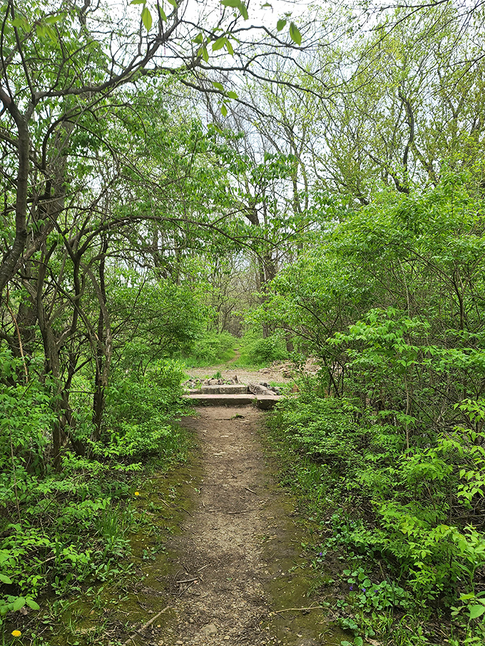 Nature reclaims the edges of man-made paths, blurring the line between wilderness and trail in this peaceful Illinois sanctuary.