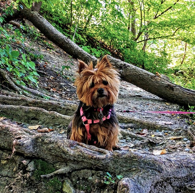 Even four-legged explorers find joy on Shadow Falls trails, where every scent tells a story and every path leads to adventure.