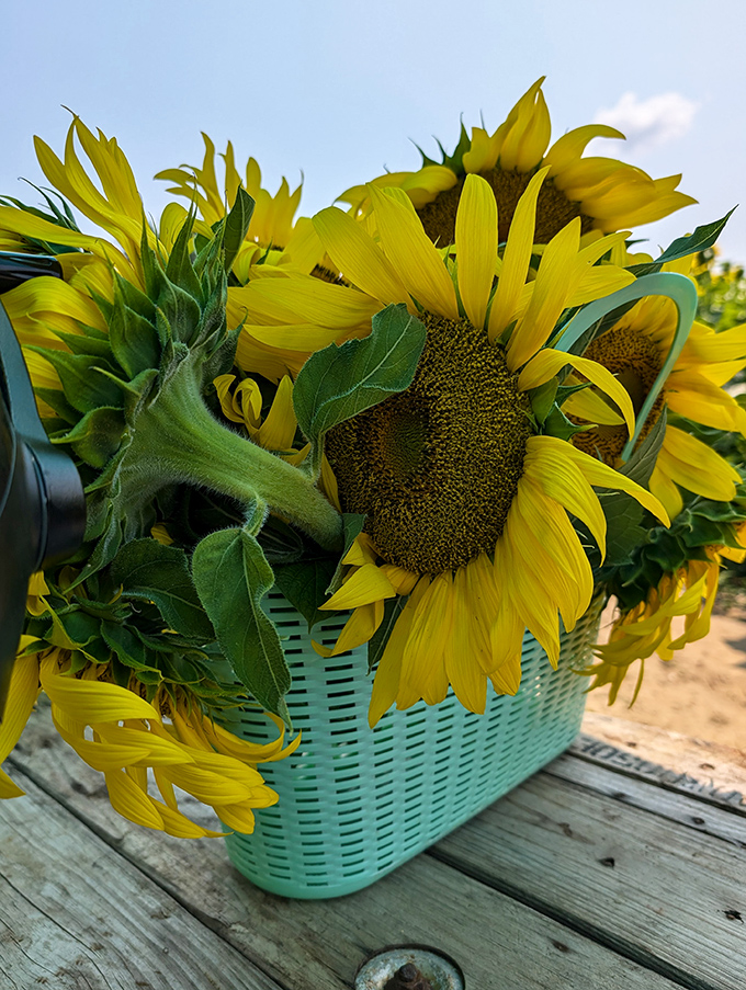 A bouquet of captured sunshine waiting to brighten someone's home &ndash; proof that the best souvenirs aren't found in gift shops but growing in fields.