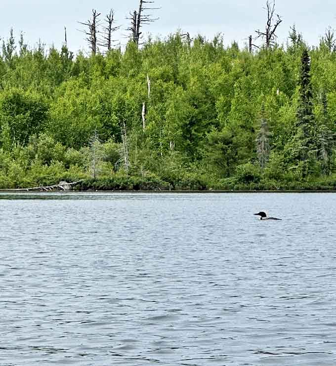 A lone loon glides across mirror-like waters, the unofficial Minnesota state bird performing its morning commute with effortless grace.