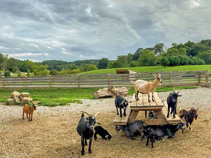 Watch these playful goats explore their hilly pasture, where they love climbing on picnic tables and enjoying the sun.