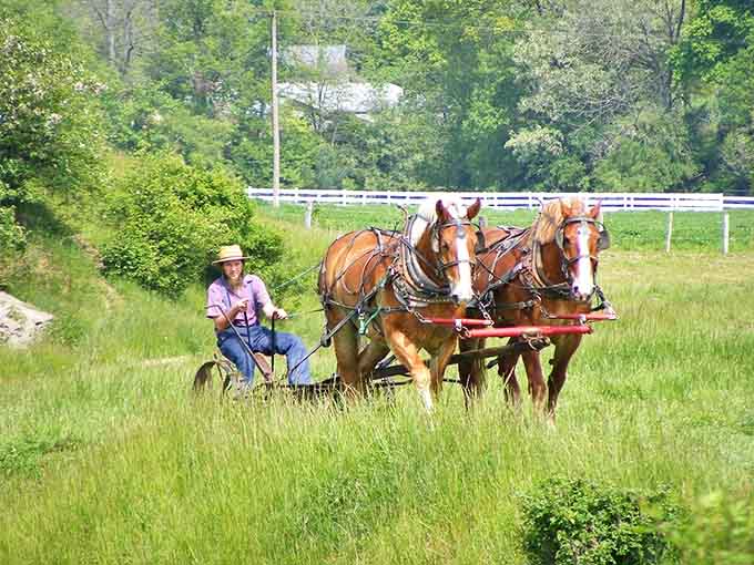 These draft horses aren't just working – they're continuing a tradition older than electricity, their strength and patience a living link to agricultural heritage.