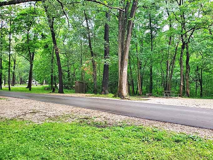 The road less traveled winds through towering sentinels of green, inviting visitors to slow down and savor the journey.