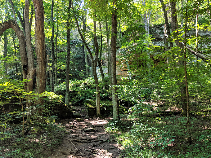 Scenic Forest Scene: Follow the root-lined trail as it leads you deeper into a peaceful woodland world of towering trees and majestic cliffs.
