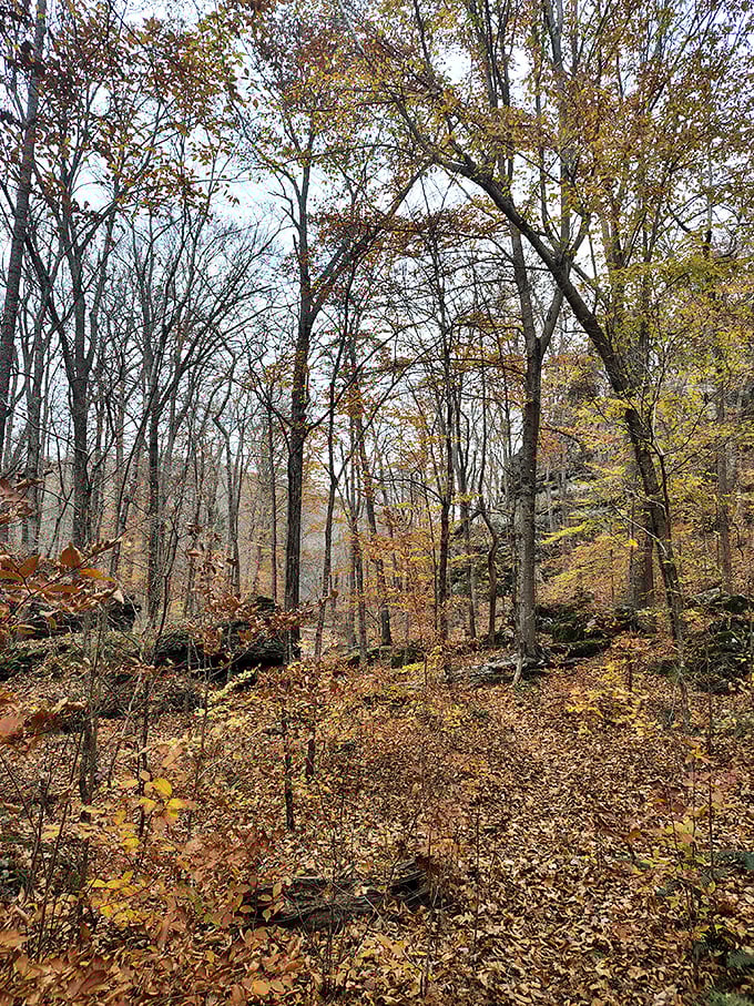 The forest primeval: sunlight filters through a canopy of trees that have witnessed centuries pass.
