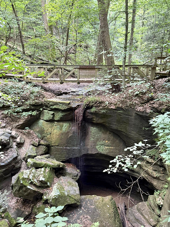 Sunlight filters through the forest canopy, creating that magical glow photographers chase for years but rarely capture as perfectly as in person.