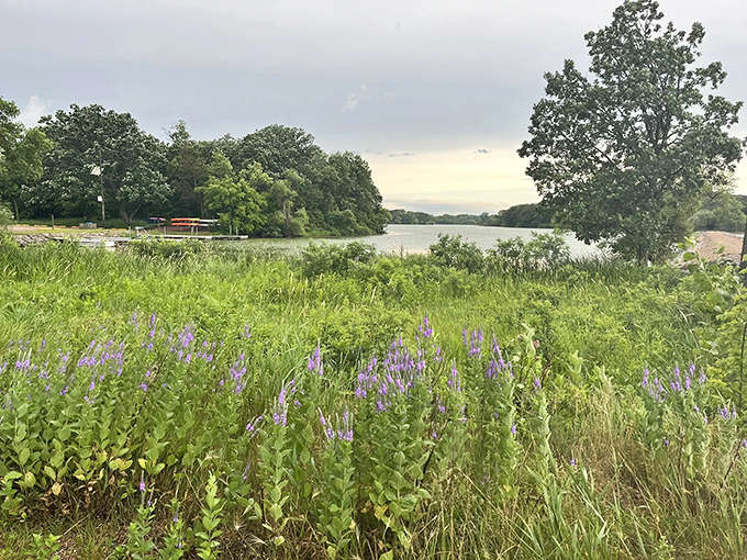 Wildflowers paint the shoreline in purple brushstrokes, nature's own welcome sign to Lake Shetek's summer visitors.