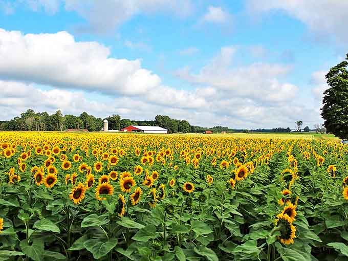 A sea of golden faces stretches toward the horizon at Hall Farms, with a classic red barn adding that perfect touch of rural charm.