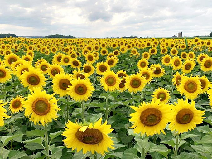 A sea of sunshine stretches to the horizon at Lannon Sunflower Farm, where thousands of golden faces turn skyward in perfect unison.
