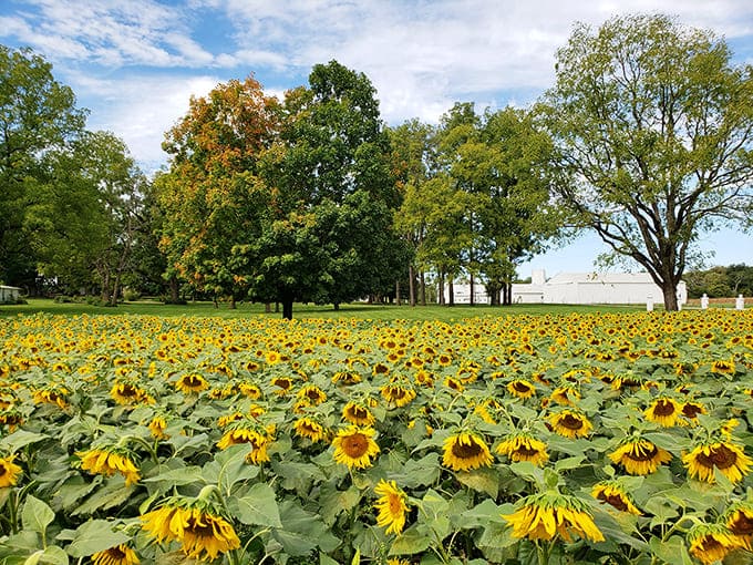 A sea of nodding yellow faces stretches across Tecumseh's field, creating nature's most cheerful welcome committee under Ohio's blue skies.