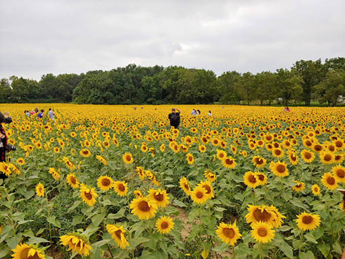 Visitors wander through a sea of golden faces at Whitehall Farm, where thousands of sunflowers create nature's most cheerful welcome committee.