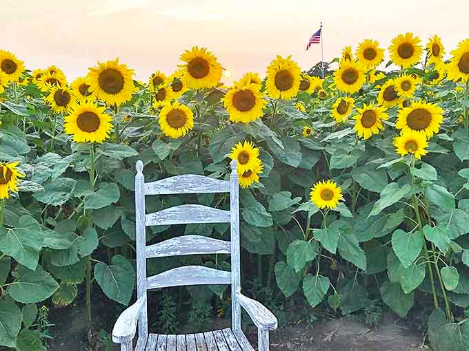 This weathered chair invites you to sit among the sunflowers at Hall Farms, where every angle offers a perfect photo opportunity.