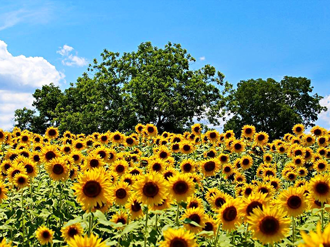 Towering sunflowers create nature's perfect backdrop at Lannon Farm, with majestic trees framing this golden paradise against Wisconsin's blue summer sky.