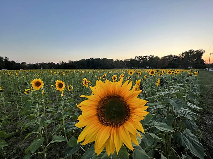 Sunset magic at Tecumseh Field, where one bold sunflower stands sentinel as its golden companions stretch toward the horizon like a living Van Gogh.
