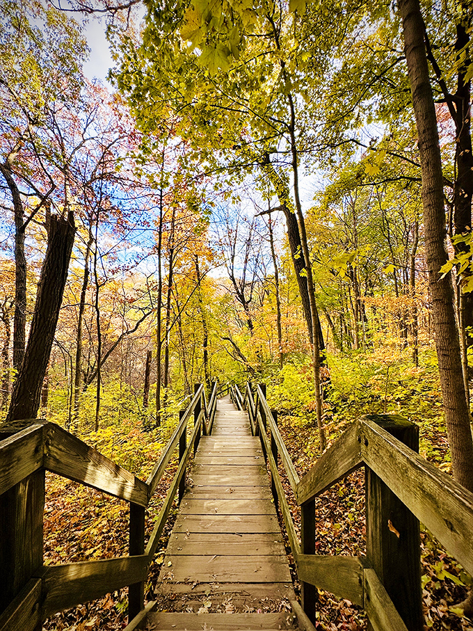 Wooden steps lead adventurers through autumn's golden canopy, where each footfall brings a satisfying crunch of fallen leaves.