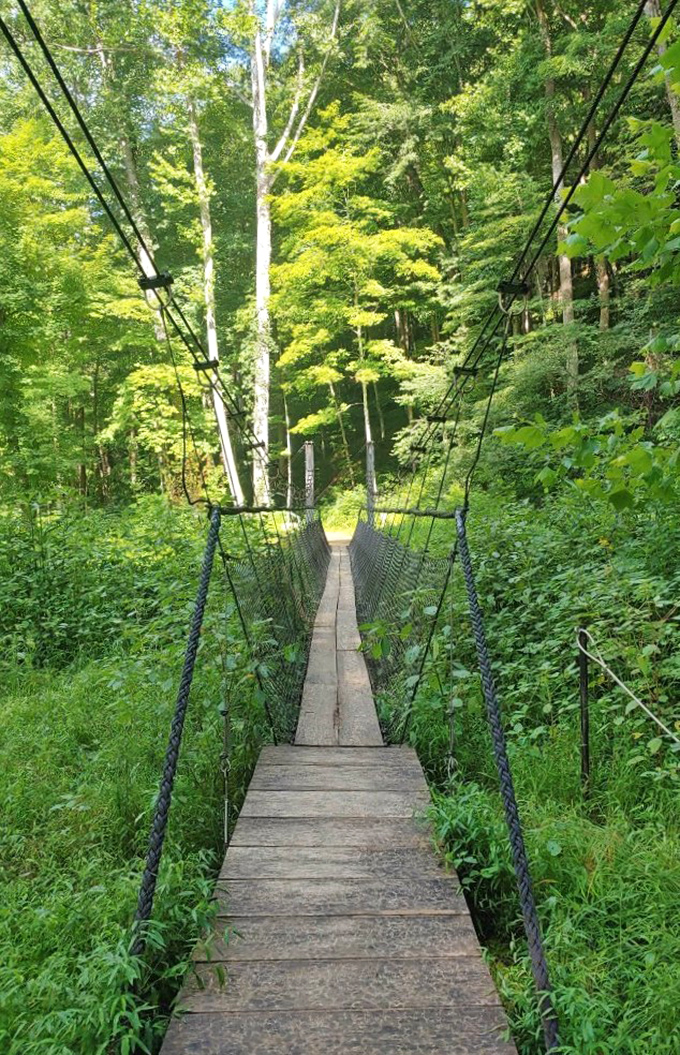 Nature's perfect symmetry: the wooden bridge stretches ahead like an invitation, hemlock sentinels standing guard on either side.