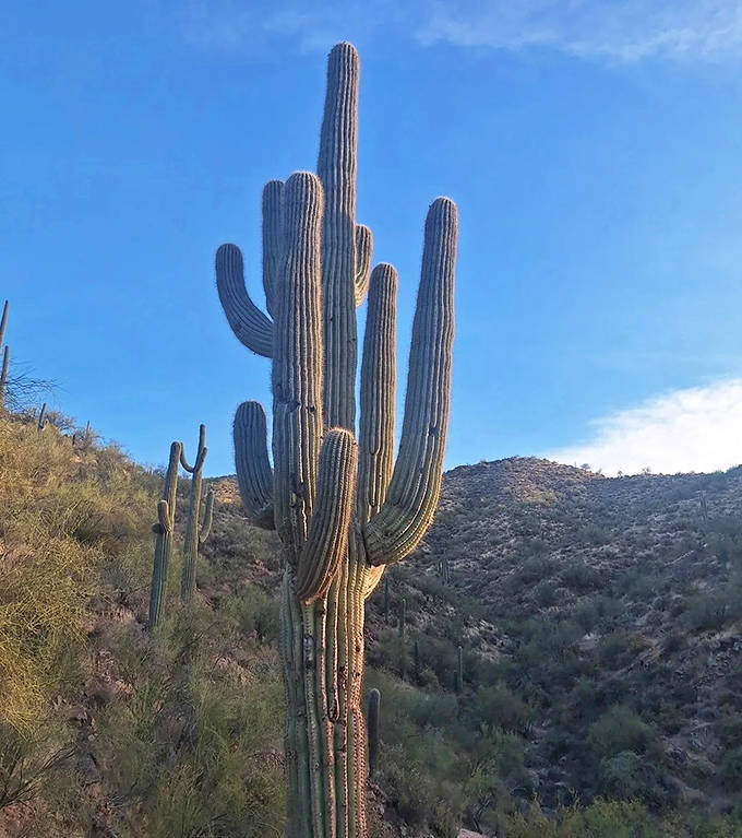 Sentinel of the desert, this towering saguaro cactus stands guard over the landscape, its arms reaching skyward like a botanical greeter.